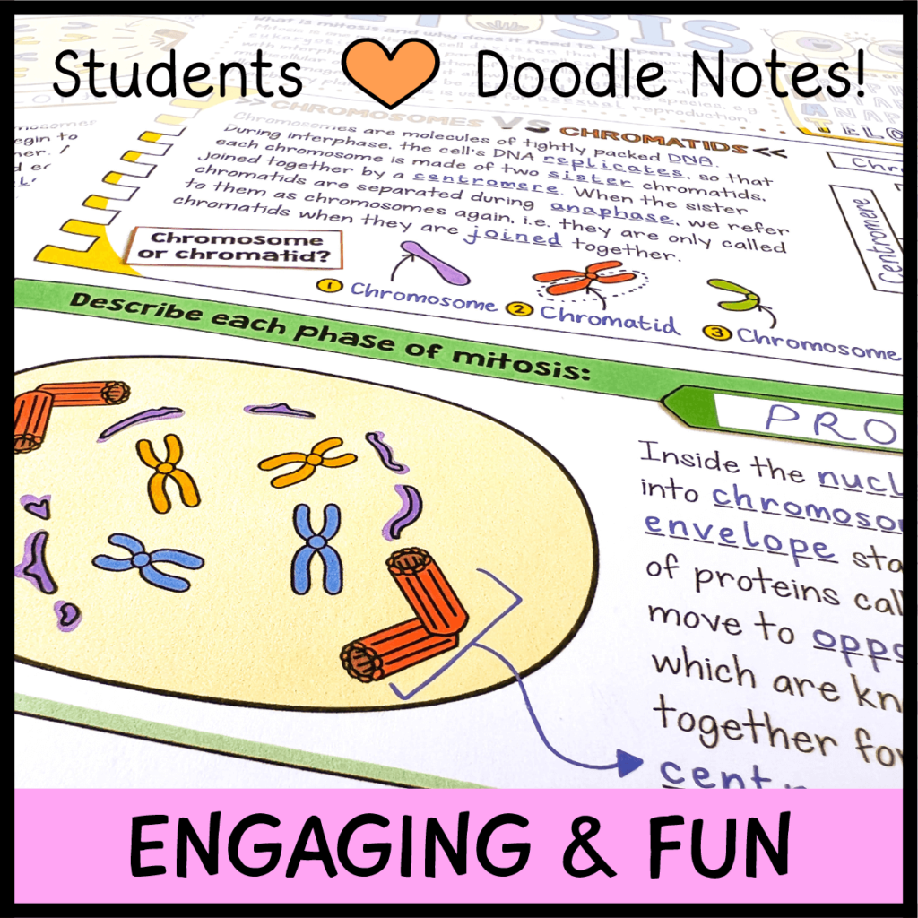 Mitosis Doodle Notes - Emmatheteachie