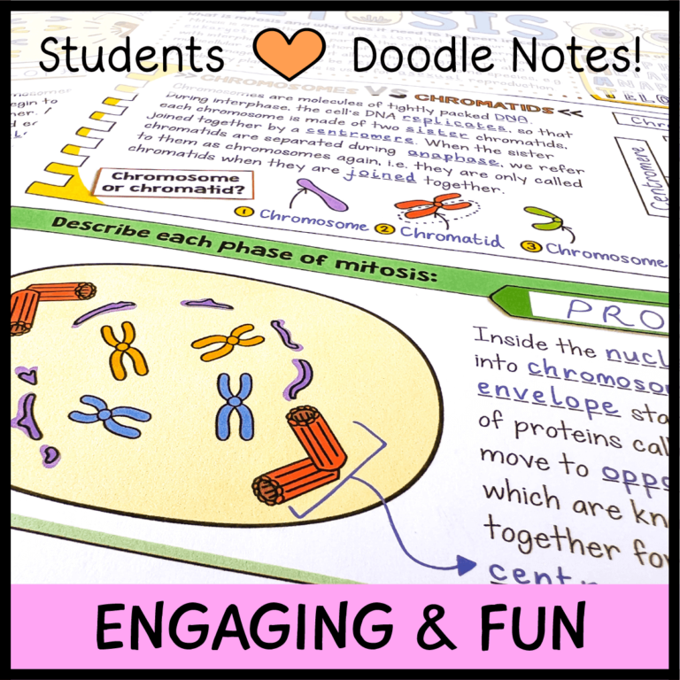Mitosis Doodle Notes - Emmatheteachie