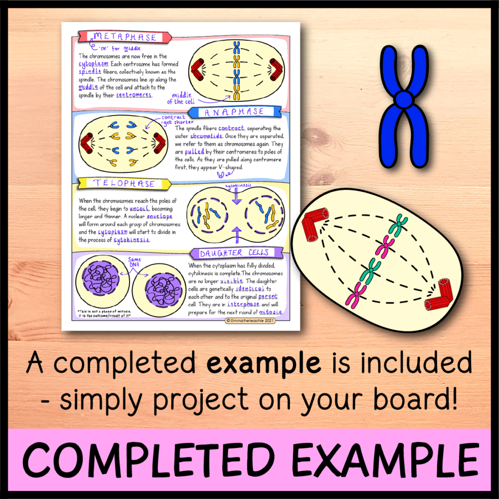 Mitosis Doodle Notes - Emmatheteachie