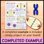 Mitosis Doodle Notes - Emmatheteachie
