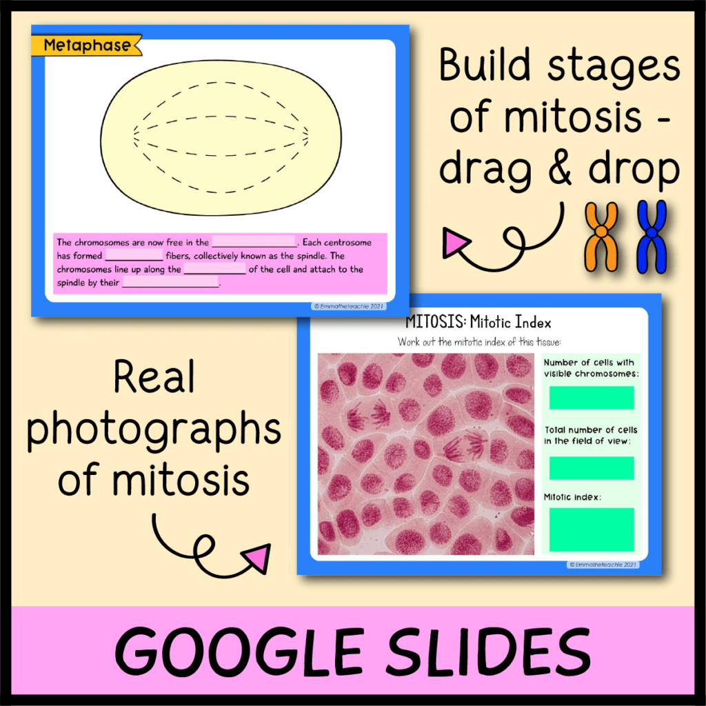 Mitosis Bundle - Emmatheteachie