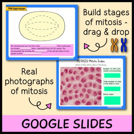 Mitosis Bundle - Emmatheteachie