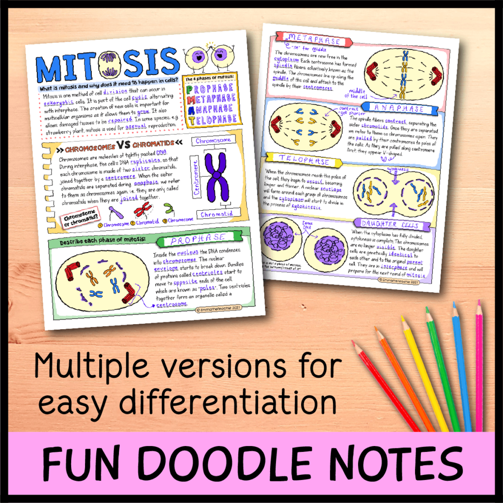 Mitosis Bundle - Emmatheteachie