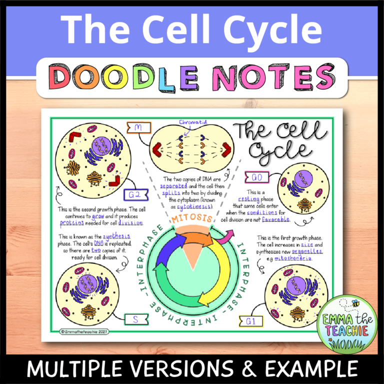 Cell Cycle Doodle Notes Emmatheteachie Freebie