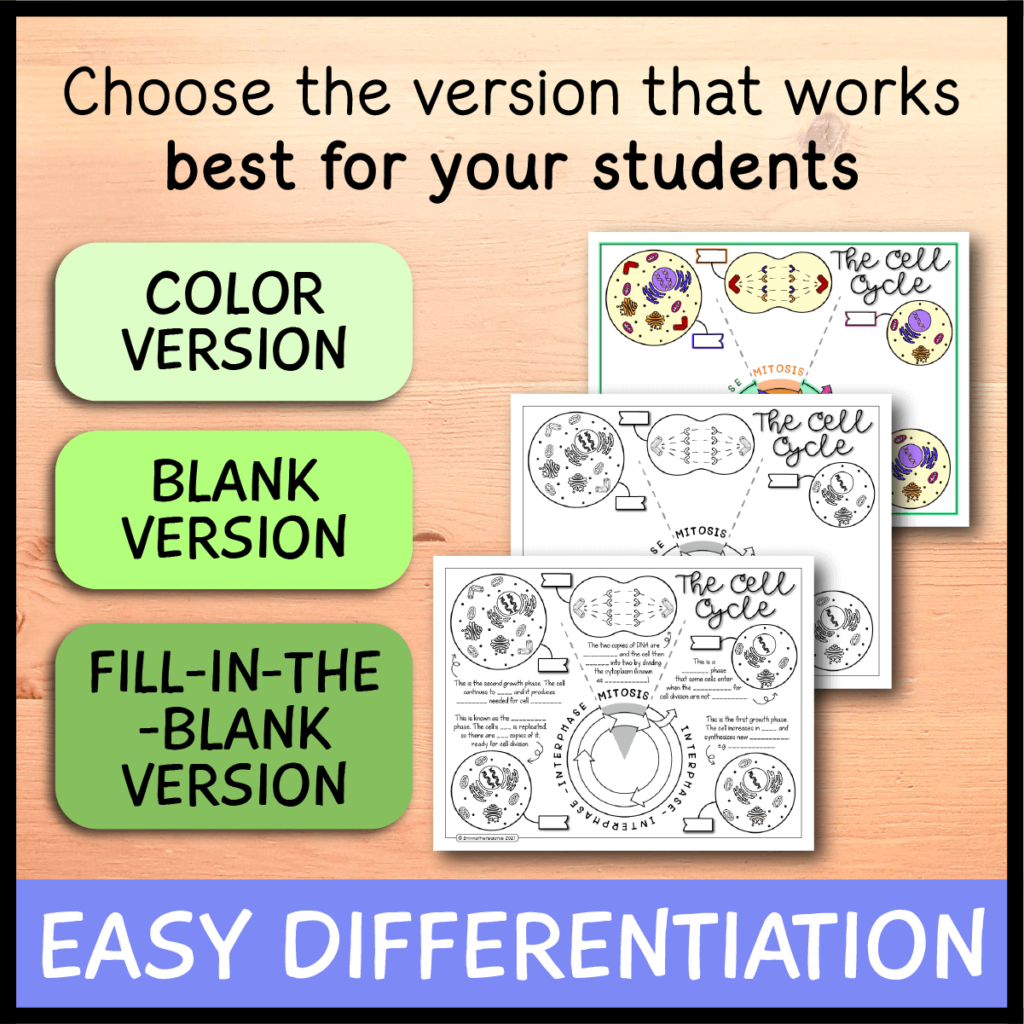 Cell Cycle Doodle Notes - Emmatheteachie - Freebie