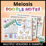 Meiosis Doodle Notes - Emmatheteachie