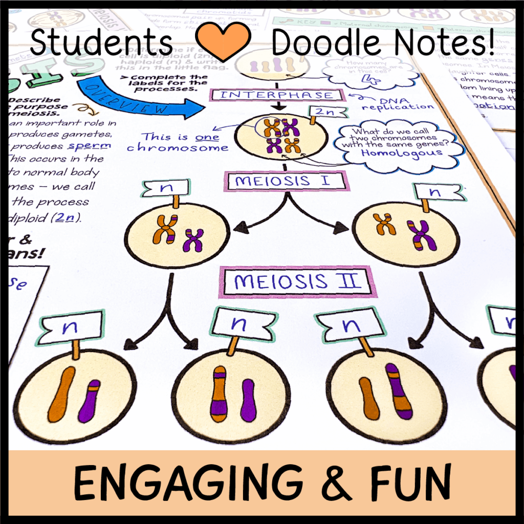 Meiosis Doodle Notes - Emmatheteachie