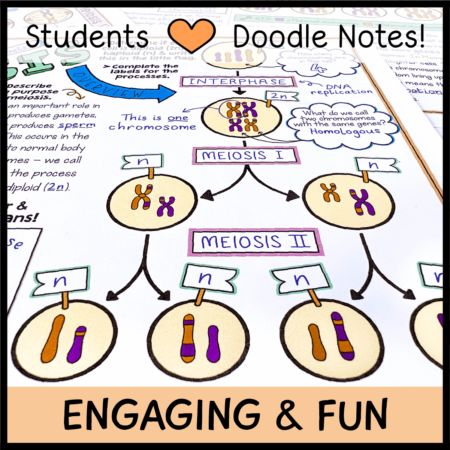Meiosis Doodle Notes - Emmatheteachie