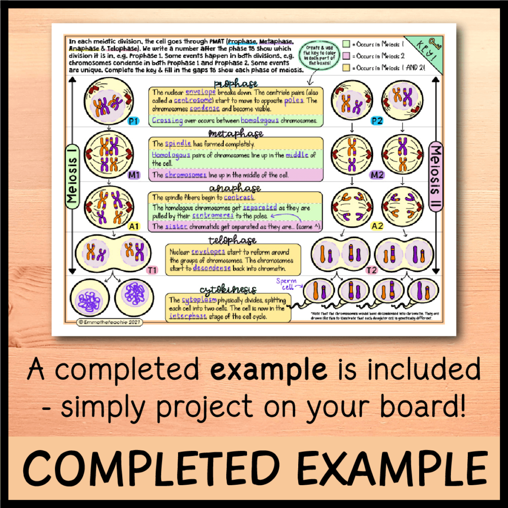 Meiosis Doodle Notes - Emmatheteachie