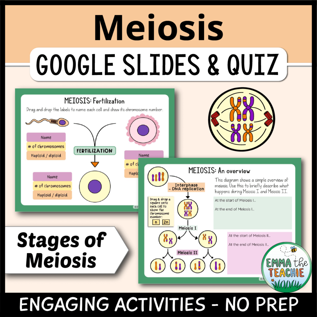 Meiosis Google Slides Emmatheteachie