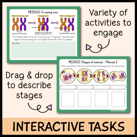 Meiosis Google Slides - Emmatheteachie