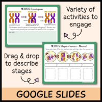 Meiosis Bundle - Emmatheteachie
