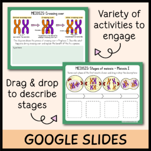 Meiosis Bundle - Emmatheteachie