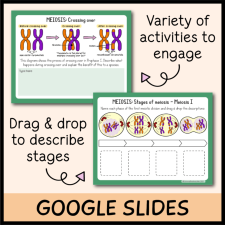 Meiosis Bundle - Emmatheteachie