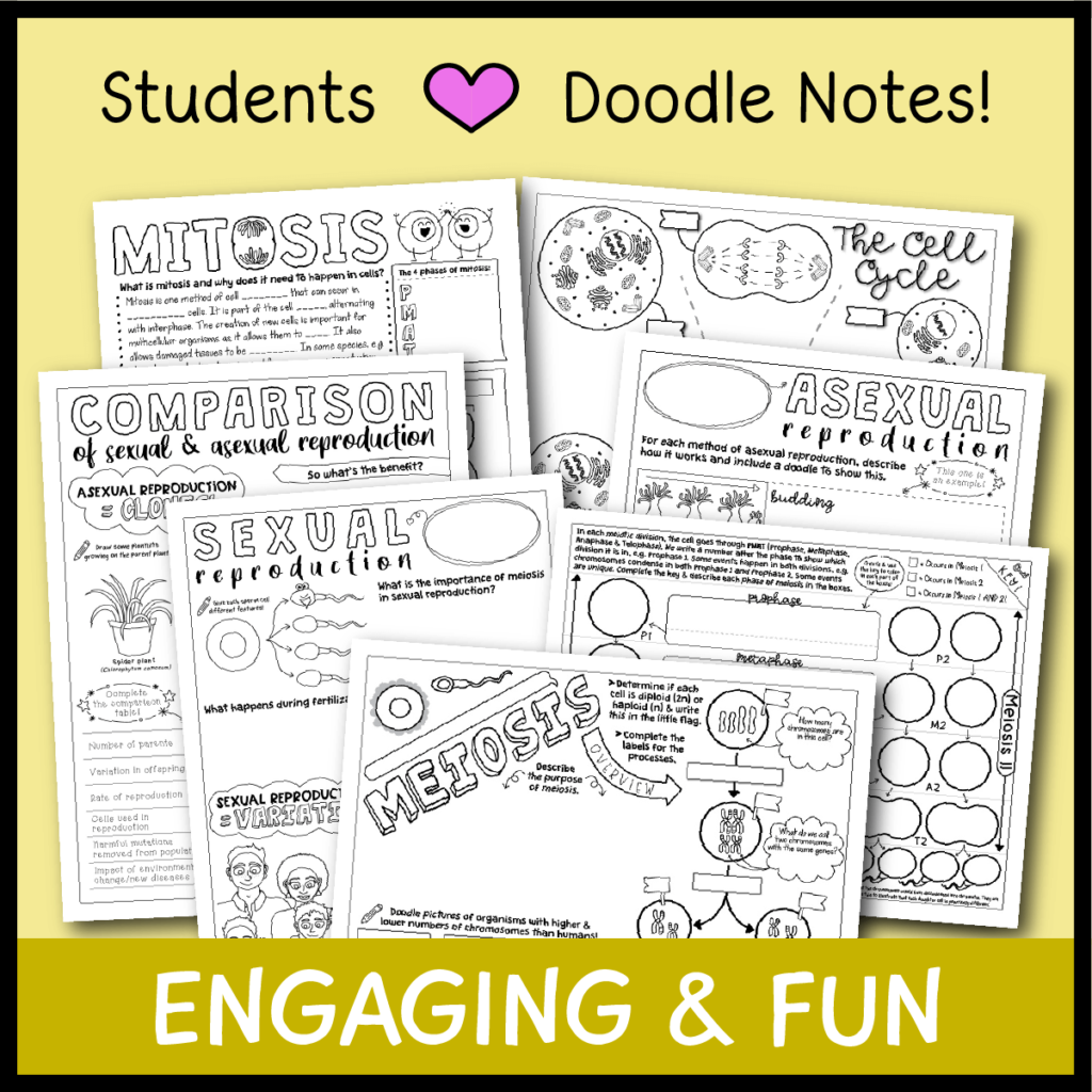Cell Division Unit Bundle Doodle Notes - Emmatheteachie