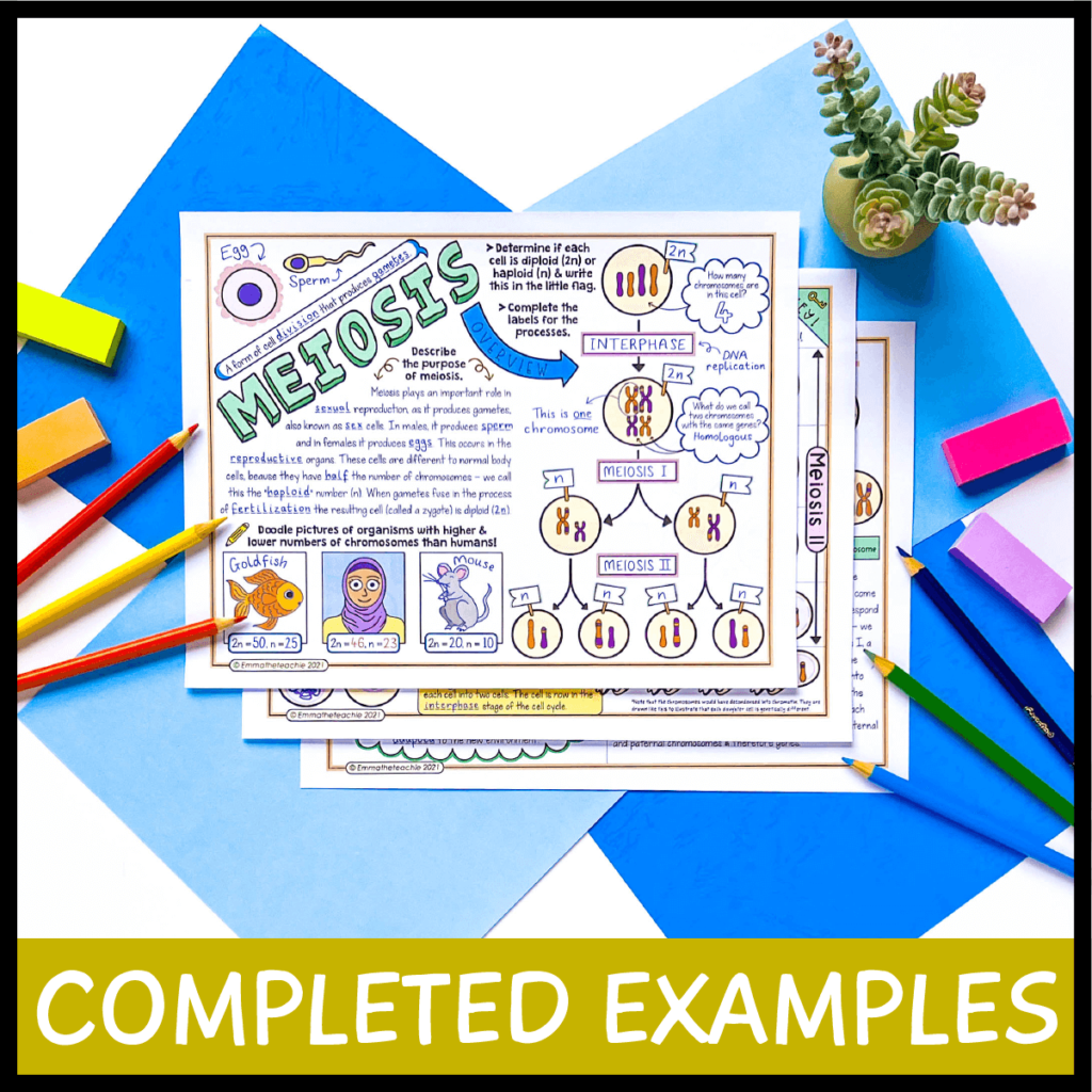 Cell Division Unit Bundle Doodle Notes - Emmatheteachie