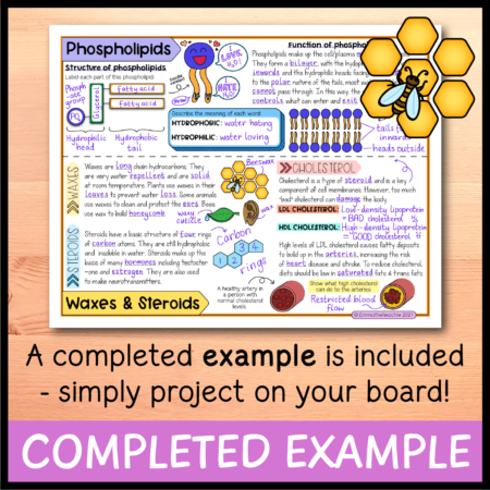Lipids Doodle Notes - Emmatheteachie