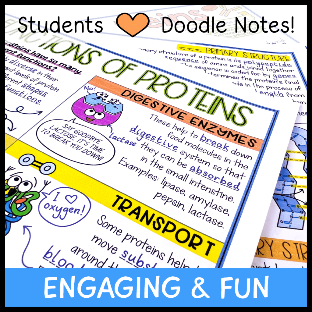 Proteins Doodle Notes - Emmatheteachie