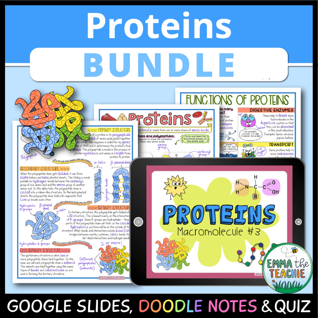Proteins Bundle - Emmatheteachie