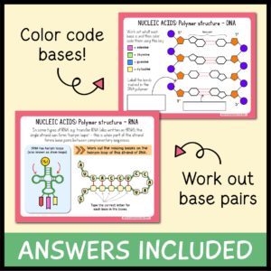 Nucleic Acids Google Slides - Emmatheteachie
