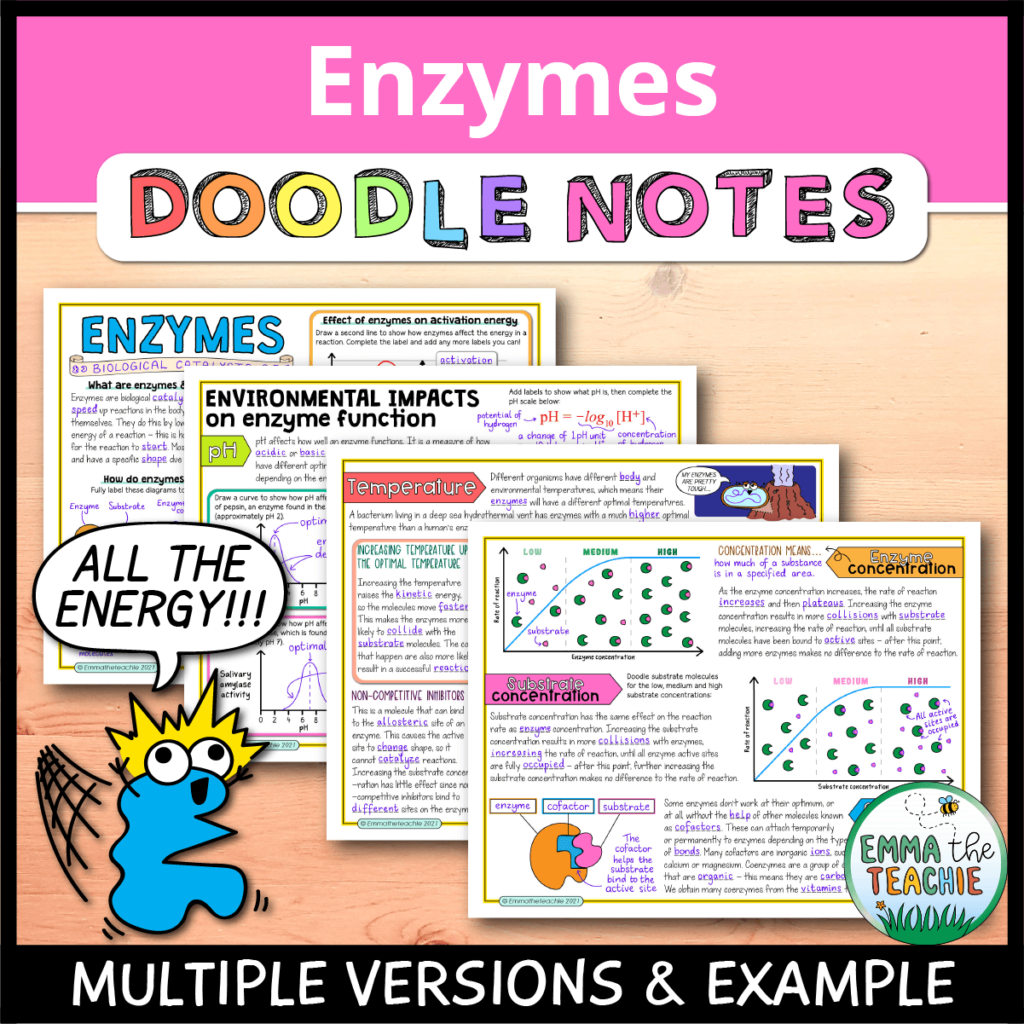 Enzymes Doodle Notes - Emmatheteachie