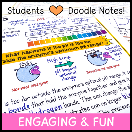 Enzymes Doodle Notes - Emmatheteachie
