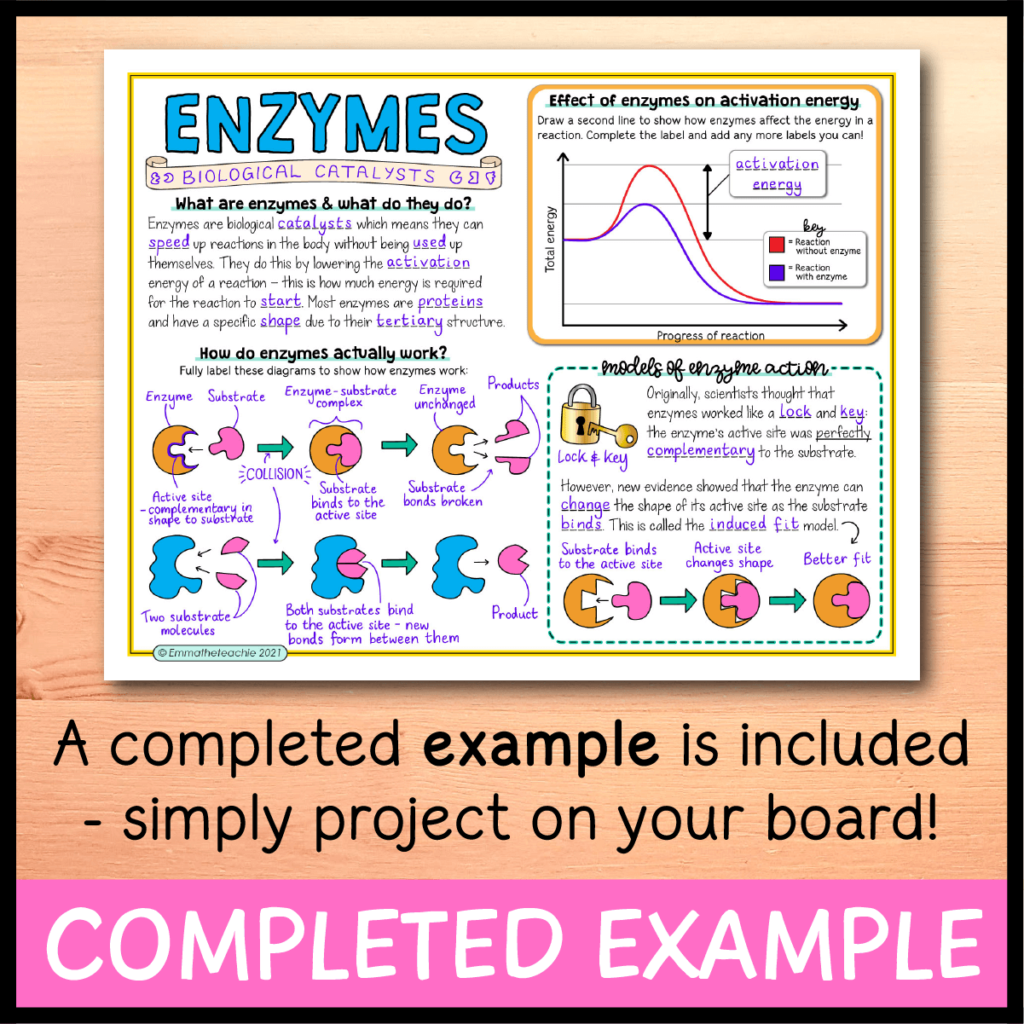 Enzymes Doodle Notes - Emmatheteachie