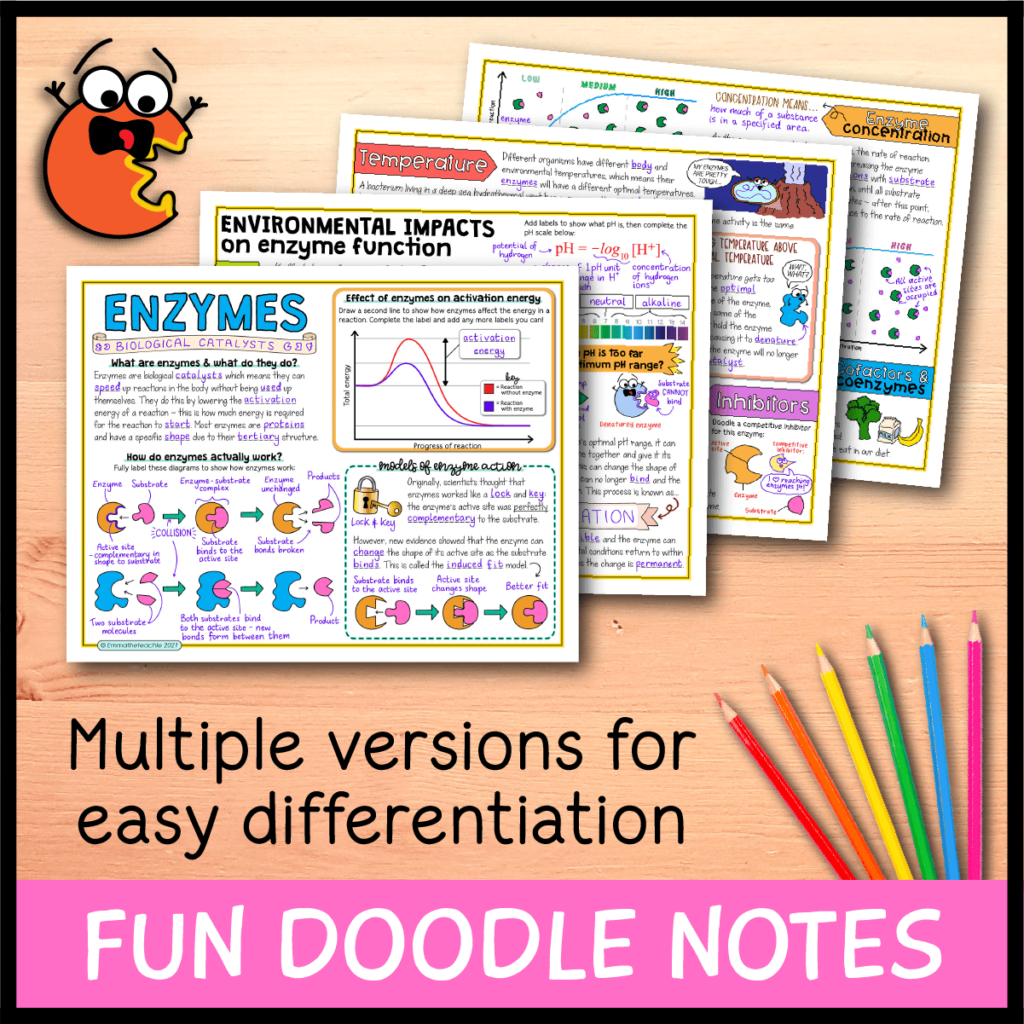 Enzymes Bundle - Emmatheteachie