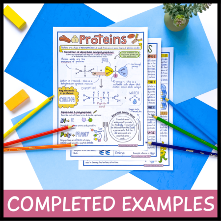 Biochemistry and Macromolecules Doodle Notes - Unit Bundle