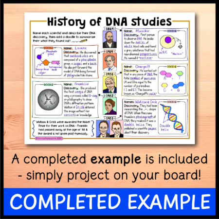 The Structure of DNA Doodle Notes - Emmatheteachie