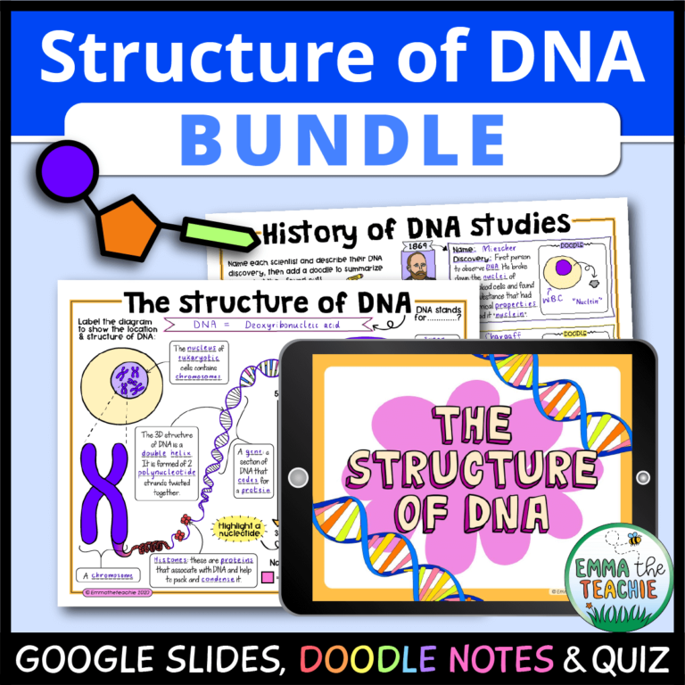 The Structure of DNA Bundle - Emmatheteachie