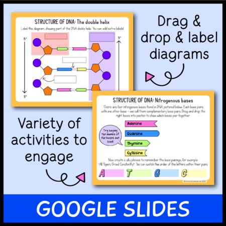 The Structure of DNA Bundle - Emmatheteachie