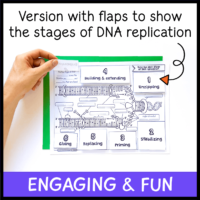 DNA Replication Doodle Notes - Emmatheteachie