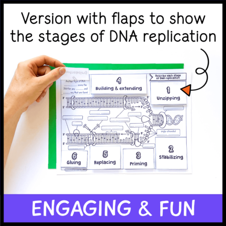 DNA Replication Doodle Notes - Emmatheteachie