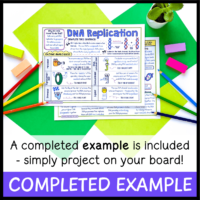 DNA Replication Doodle Notes - Emmatheteachie