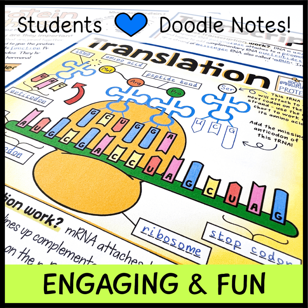 Protein Synthesis Doodle Notes - Emmatheteachie