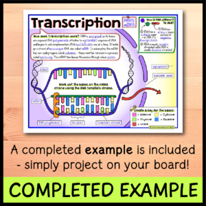 Protein Synthesis Doodle Notes - Emmatheteachie