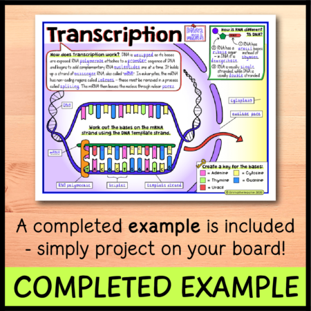 Protein Synthesis Doodle Notes - Emmatheteachie