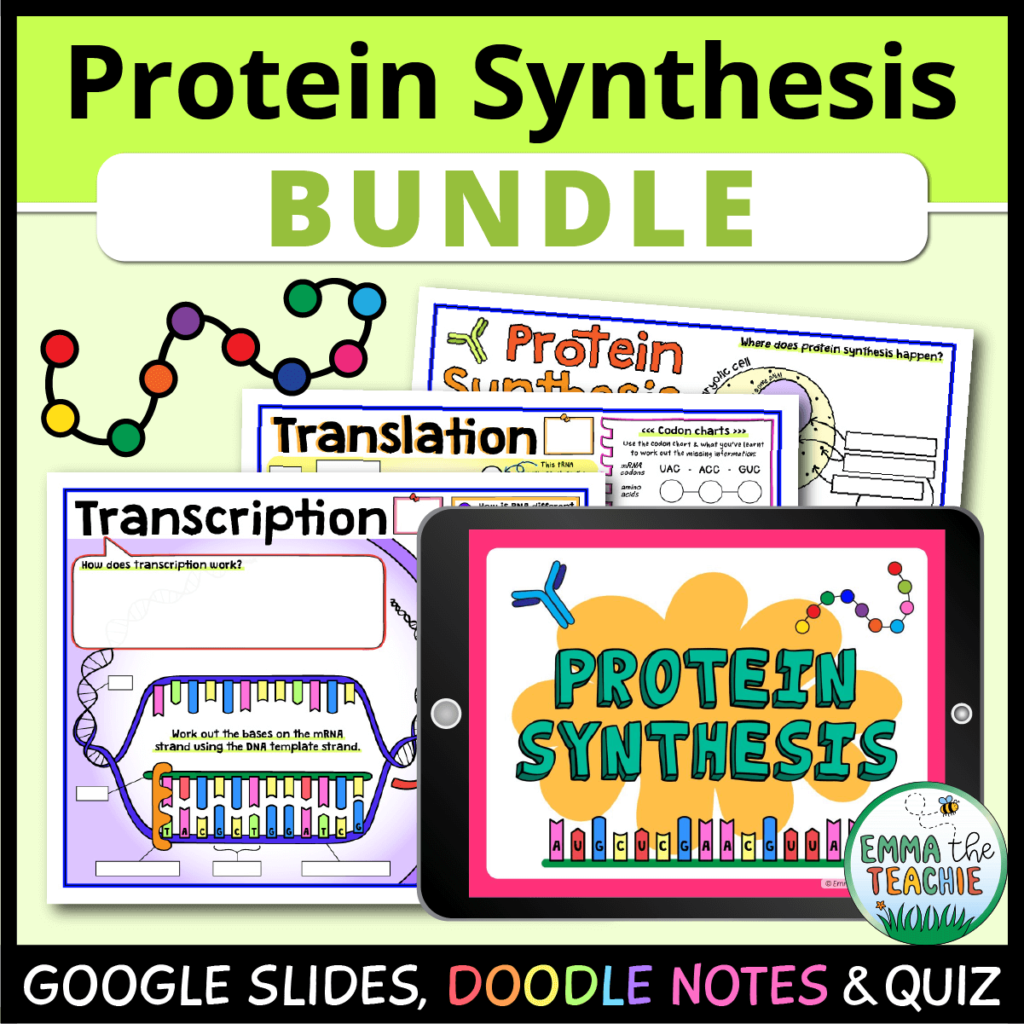 Protein Synthesis Bundle - Emmatheteachie