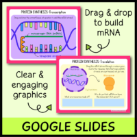 Protein Synthesis Bundle - Emmatheteachie