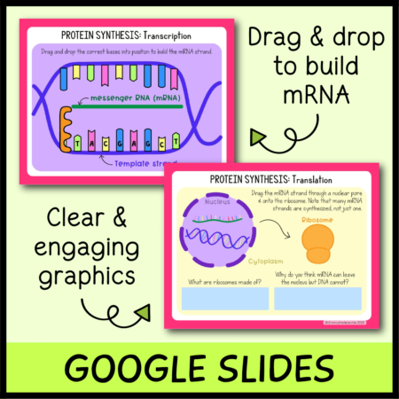 Protein Synthesis Bundle - Emmatheteachie