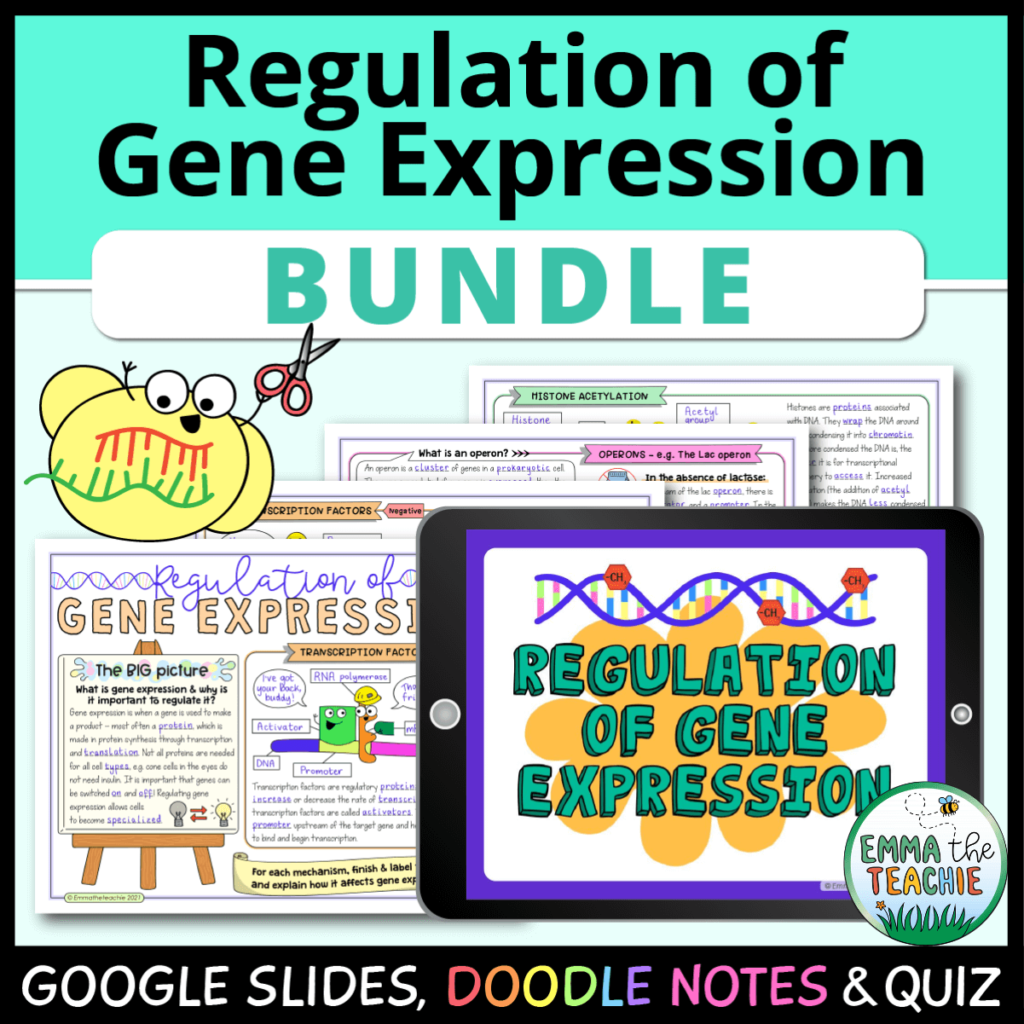 Regulation of Gene Expression Google Slides - Emmatheteachie