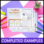 DNA Unit Doodle Notes - Emmatheteachie