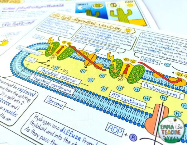 4 Photosynthesis Activities for Your High School Biology Class