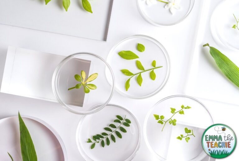 4 Photosynthesis Activities for Your High School Biology Class