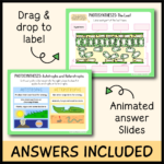 Photosynthesis Google Slides - Emmatheteachie