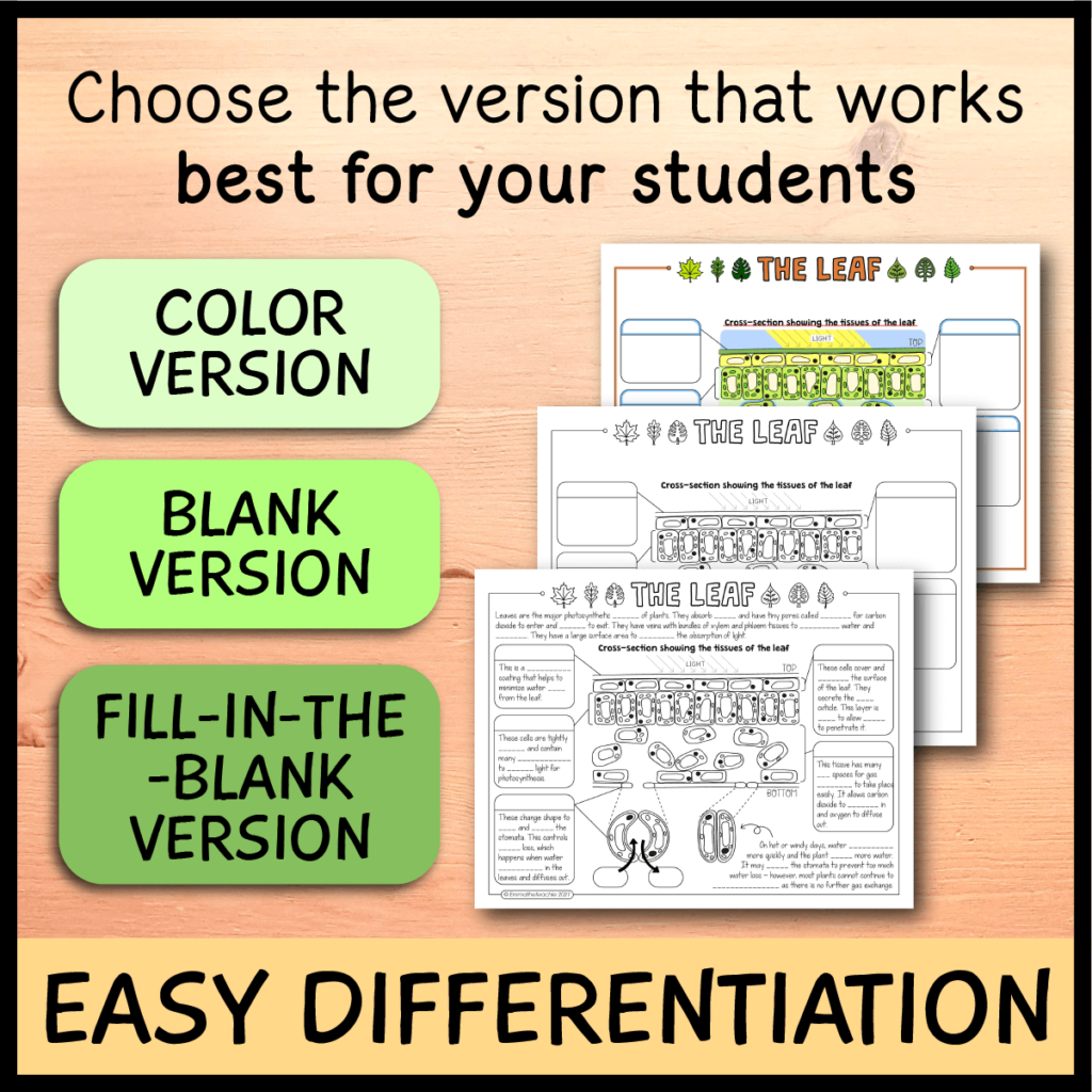 Photosynthesis Doodle Notes - Emmatheteachie