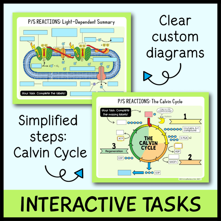 Photosynthesis Reactions Google Slides - Emmatheteachie