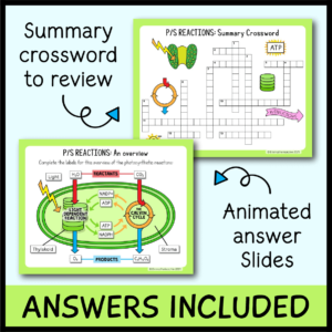 Photosynthesis Reactions Google Slides - Emmatheteachie