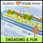 Photosynthesis Reactions Doodle Notes - Emmatheteachie